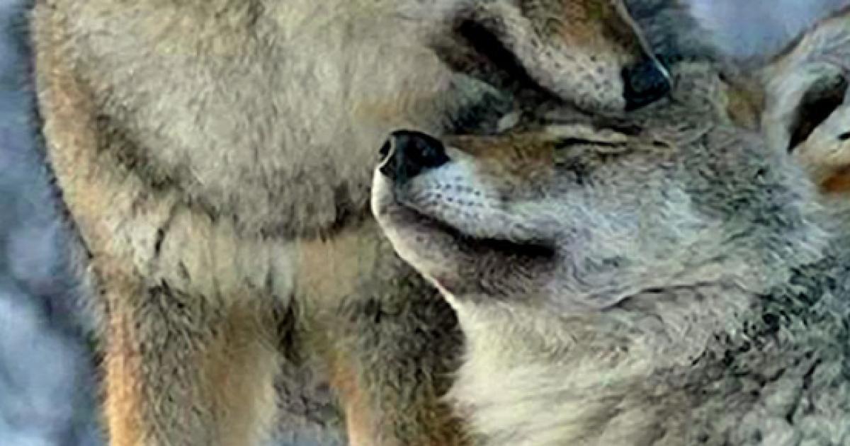 I lupi in Lessinia: come altrove nell'arco alpino, tornano gli ululati