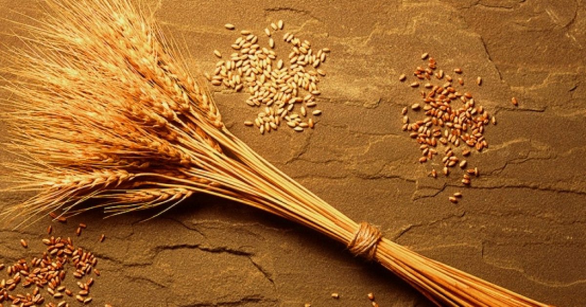 Gluten sensitivity non celiaca o, per meglio dire, 'sensibilità al grano'