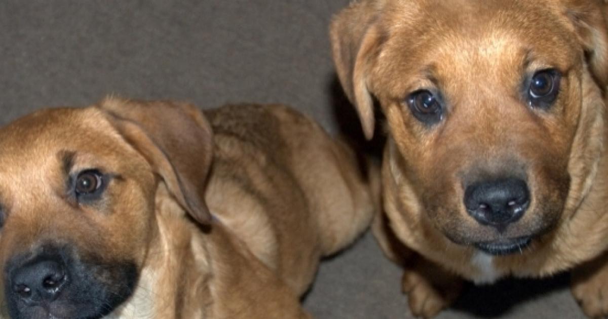 Oxytocin: why we fall in love with puppies and babies (it's all in the ...