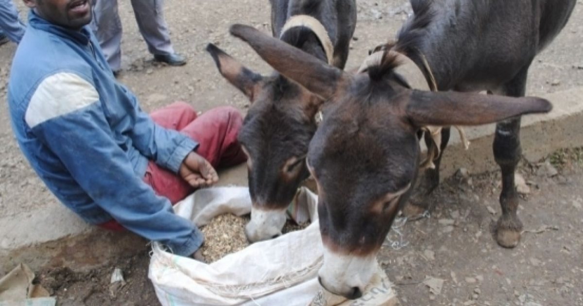 Donkey skins a commodity in rural cultures worldwide