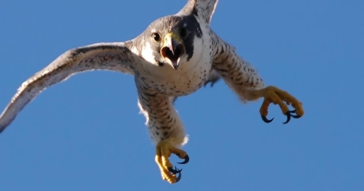 Noleggia un aereo per i suoi 80 falchi da caccia: la foto fa il giro ...