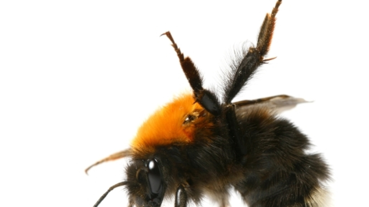 Experts prove that insects have impressive brains