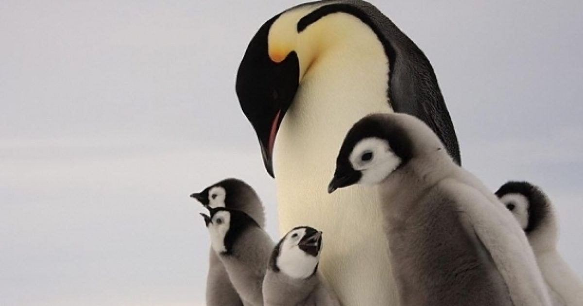 Scientists discover the oldest 'penguin' fossil