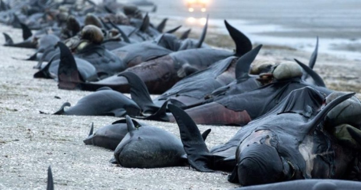 Exploding whales a concern on New Zealand beach
