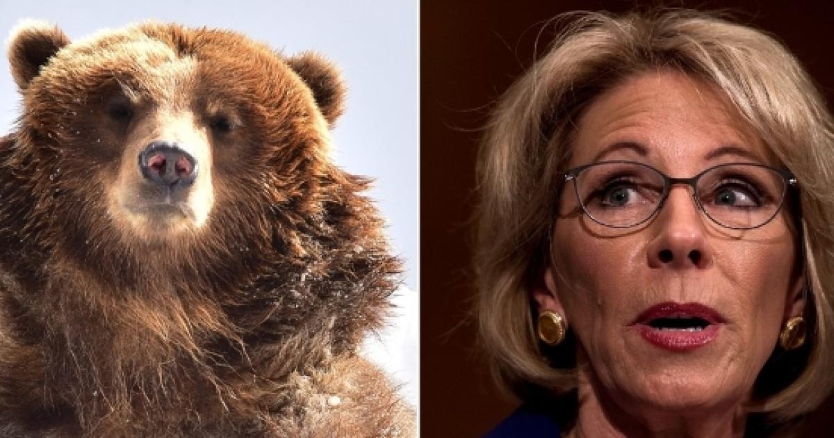 Betsy DeVos: Wyoming schools may 'need guns' to kill grizzly bears