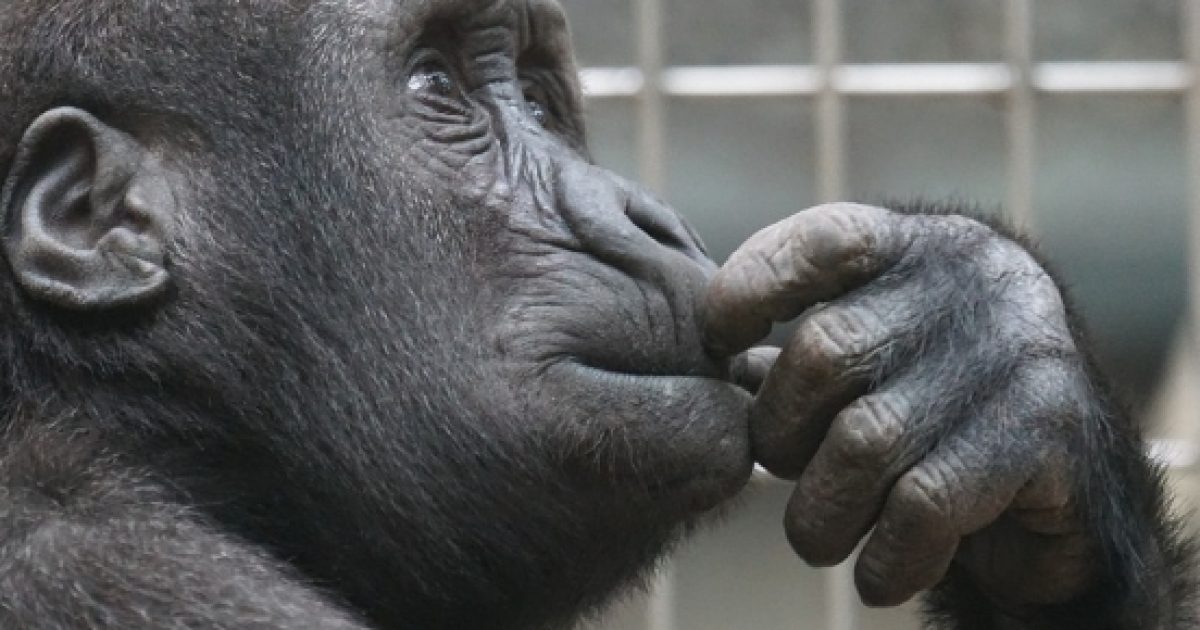 A jawbone of an ancient primate discovered in India