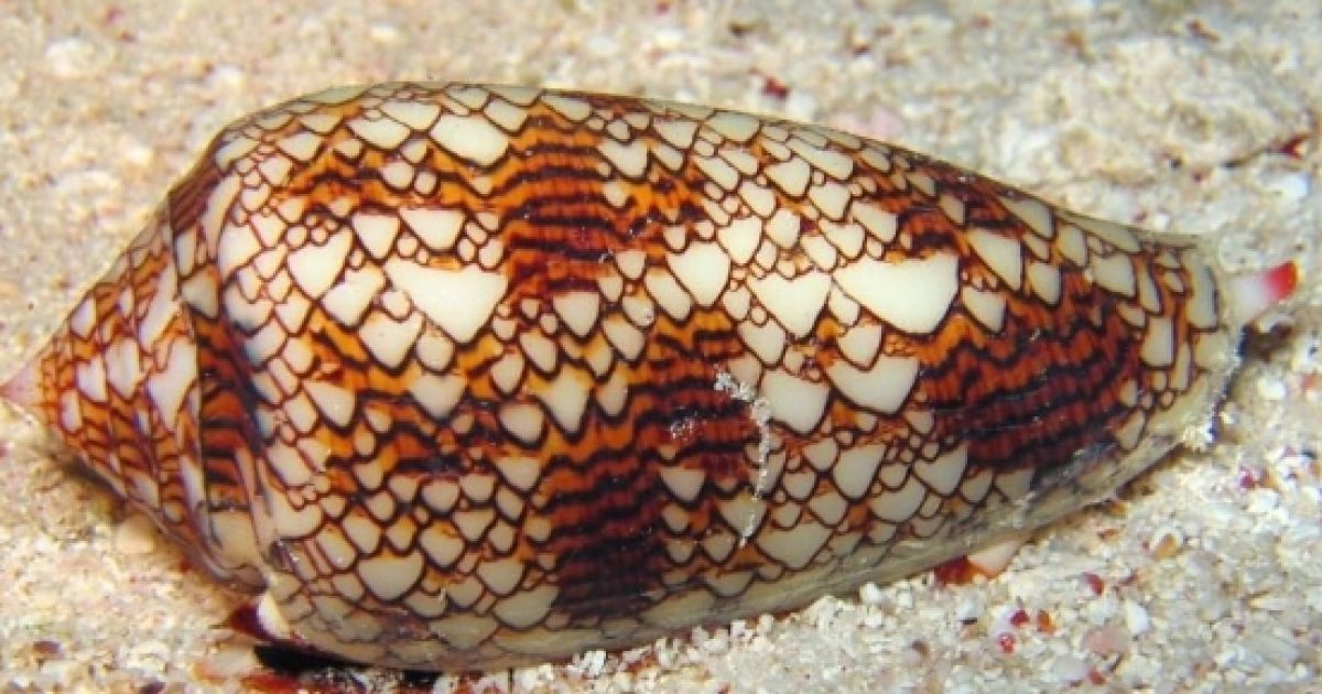 Medicine: a new and powerful painkiller from sea snail venom