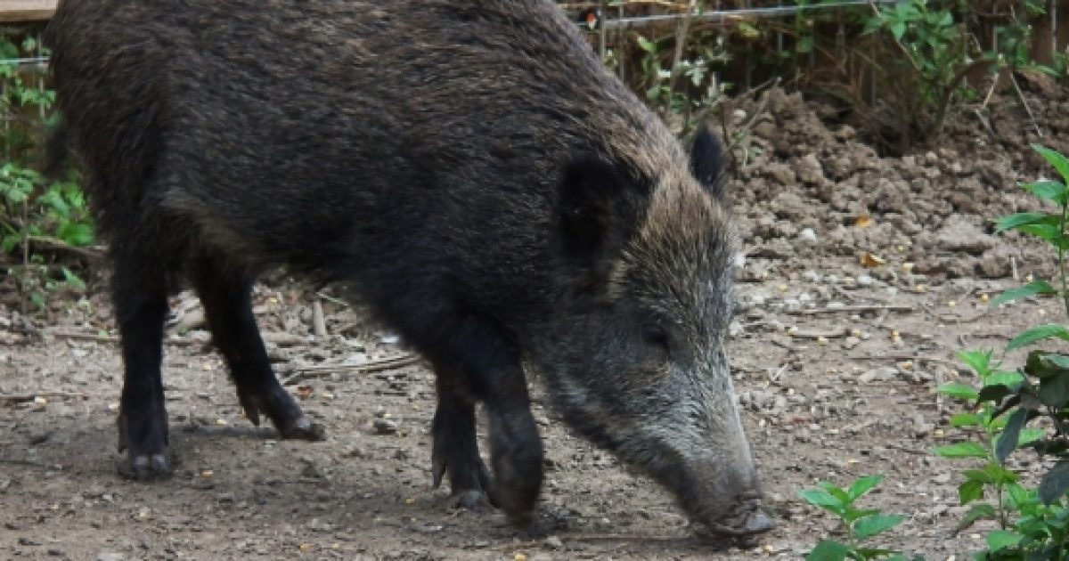 Roma: cinghiale disarciona scooterista, nessuna speranza per Nazzareno