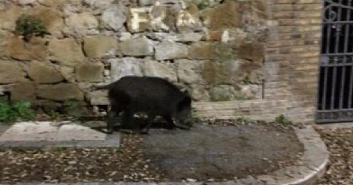 Cinghiali, un pericolo mortale che arriva in Procura