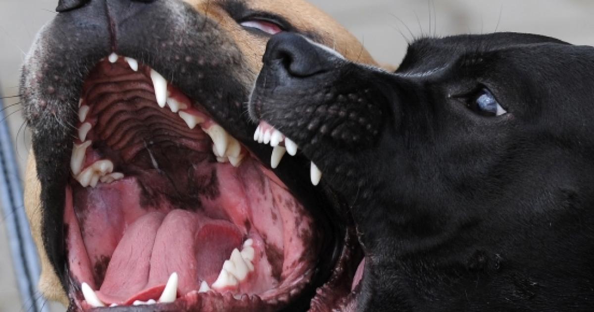 Ecco cosa fare se si è attaccati da un cane: i consigli di Clint Emerson Ecco cosa fare se si è attaccati da un cane: i consigli di Clint Emerson