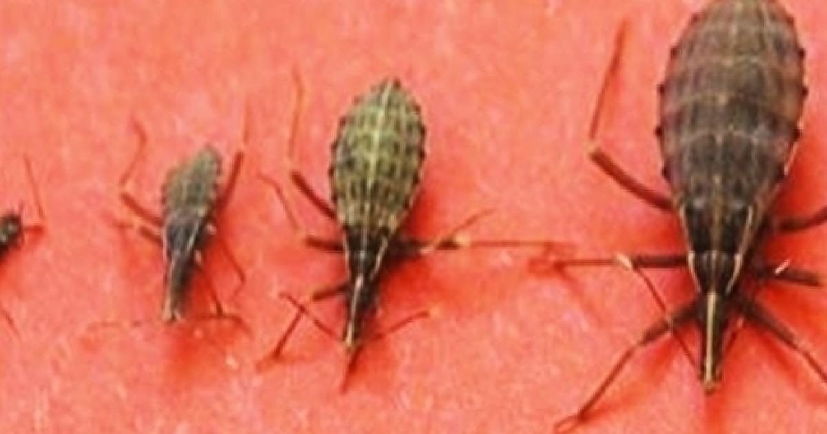 Se aparecer um inseto como este em sua casa, corra e procure a emergência