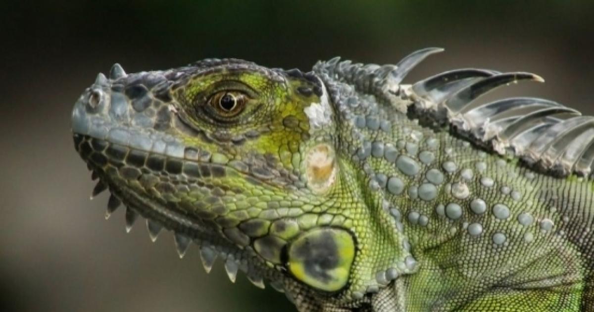 Tennis: iguana entra in campo durante Haas-Vesely a Miami