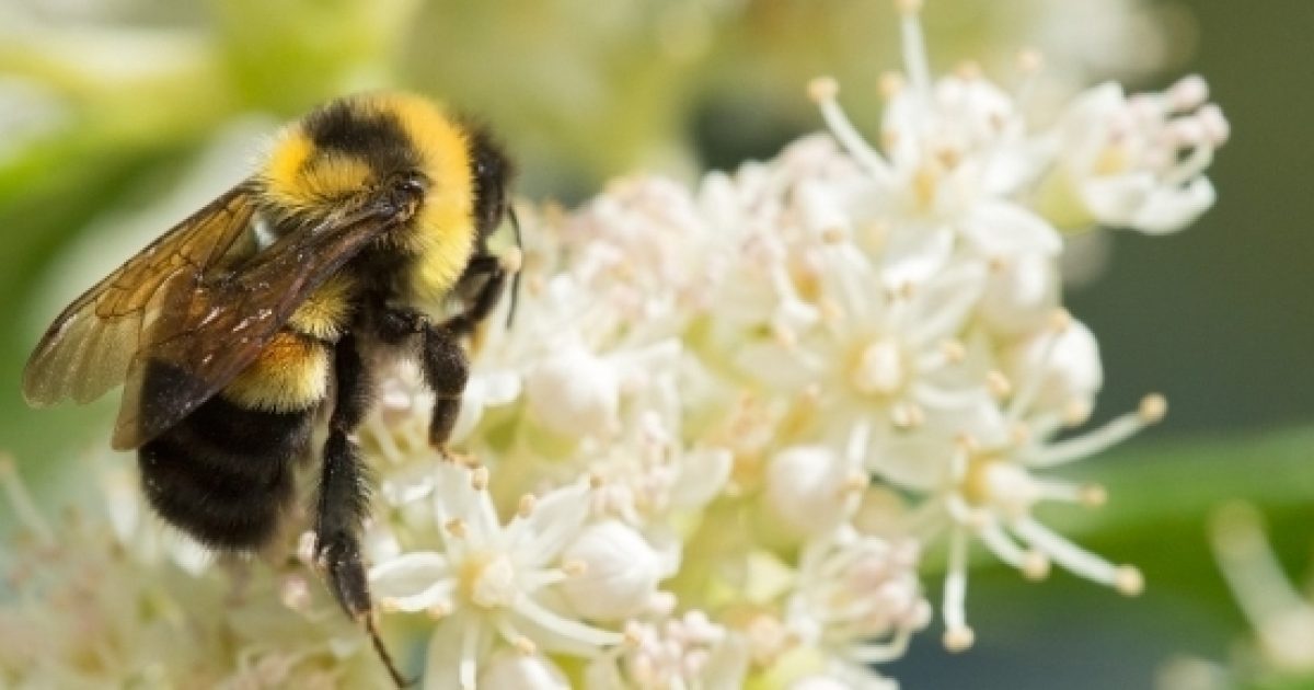 Rusty patched bumblebee first U.S. bee to be labeled endangered species