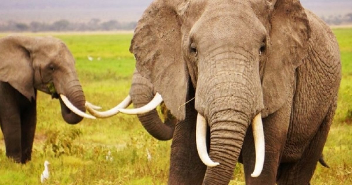 What are the government doing to combat the ivory poaching?