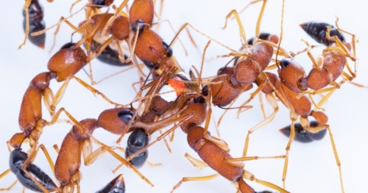 Biologists claim ants shed light on complex insect societies
