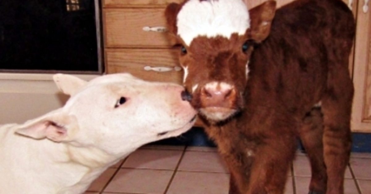 Rescued miniature cow lives with dog rescues