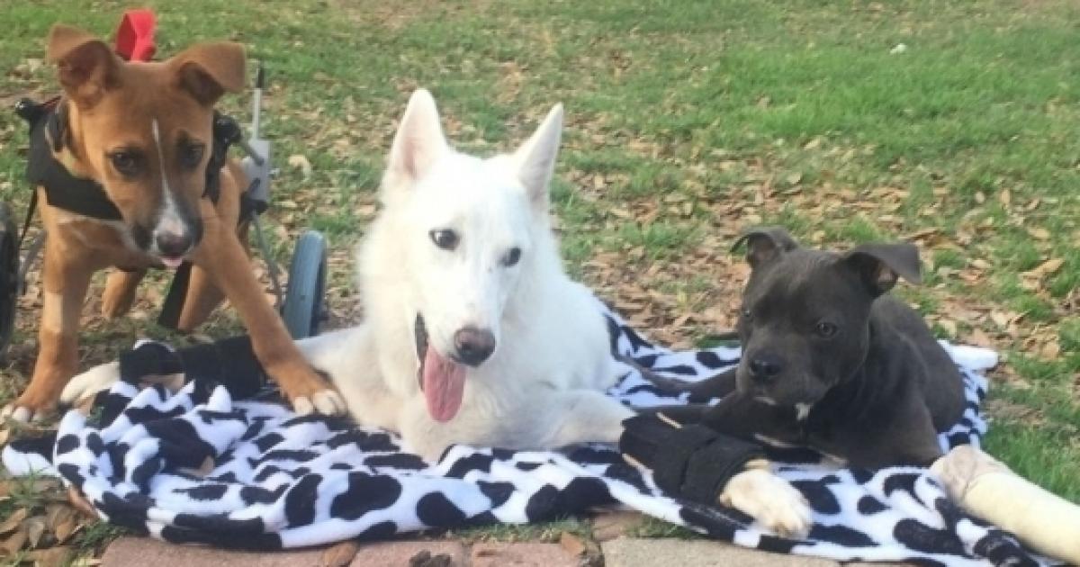 Disabled dog brought to Austin Pets Alive teaches other pups how to walk
