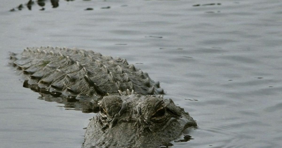 Alligator attacks on humans are increasing in Florida