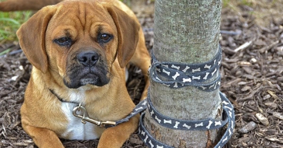 Washington implements law to protect tethered dogs