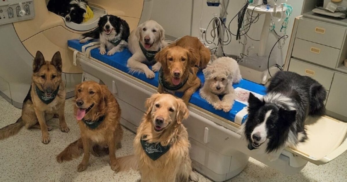 fMRI scans for dogs brains help identify best service dogs