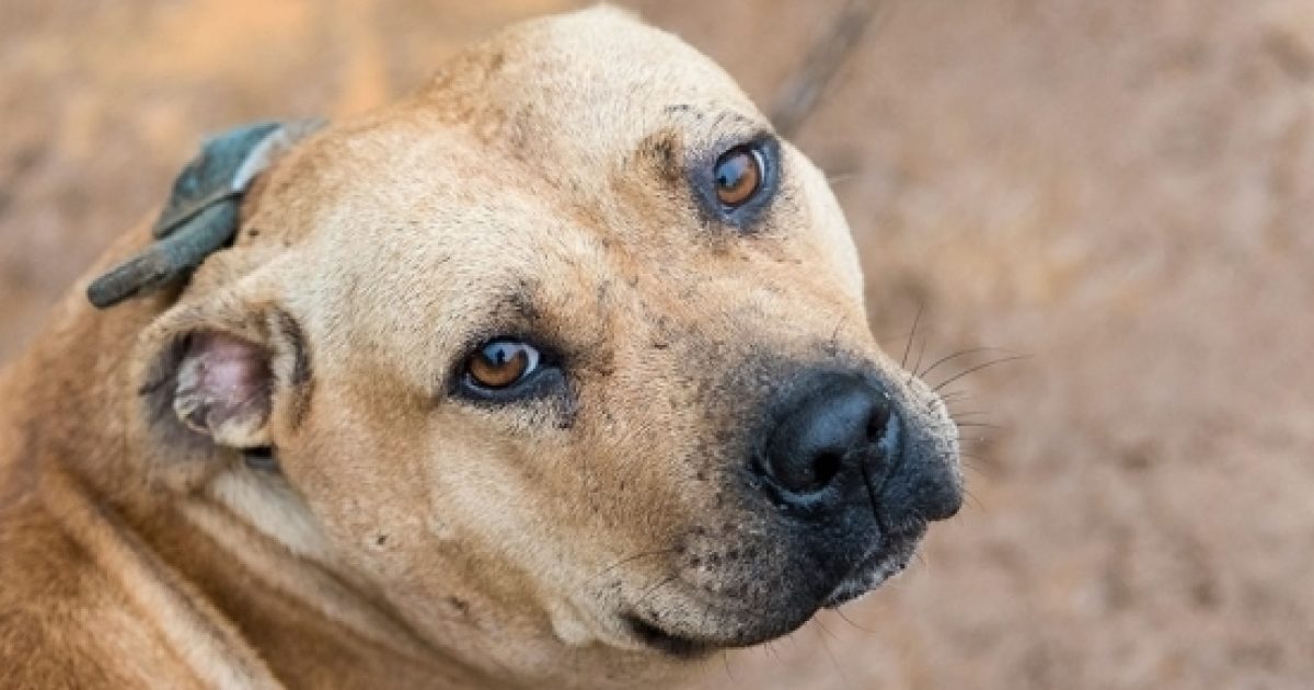 Animal lovers can help to stop dog fighting