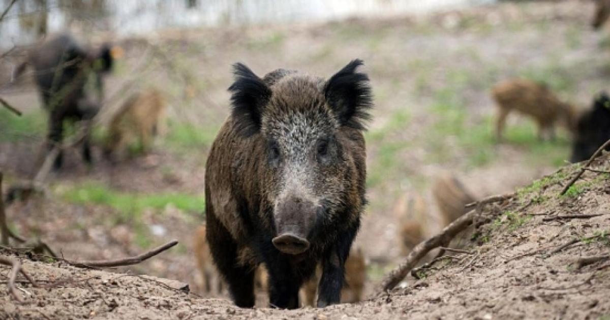 Wild boars attack and kill three ISIS terrorists in Iraq.