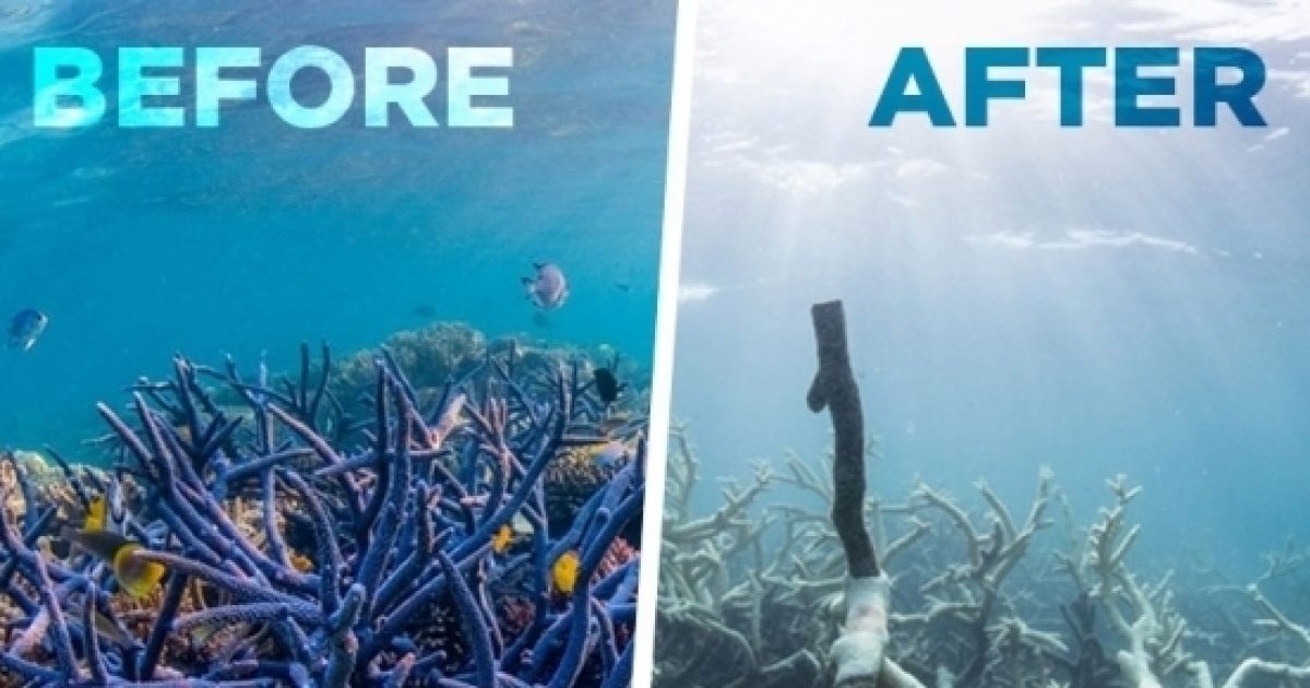 What's the real story with the Great Barrier Reef?