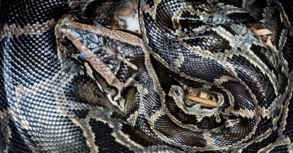 Hunters snag 15-foot python in Florida Everglades Python Challenge