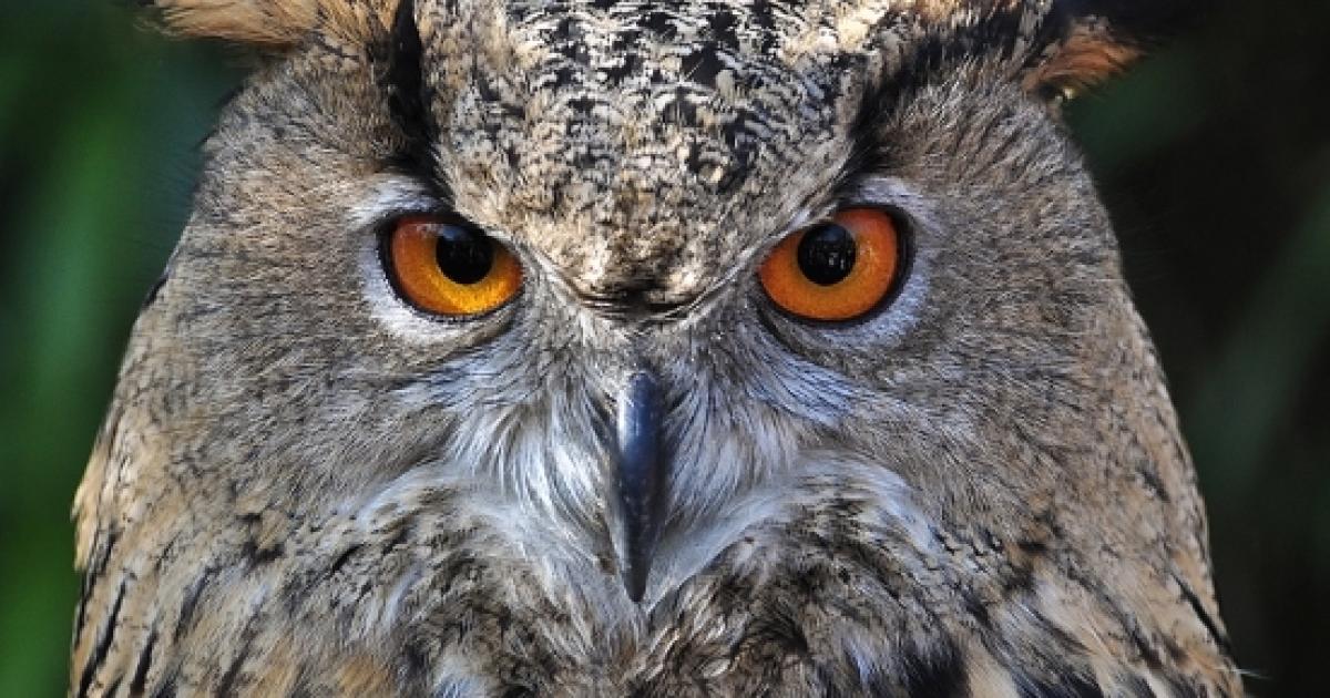 Chi va a letto tardi soffre del 'gene dei gufi': in cosa consiste tale ...