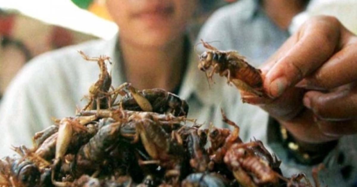 Five reasons why you should start eating insects Five reasons why you should start eating insects