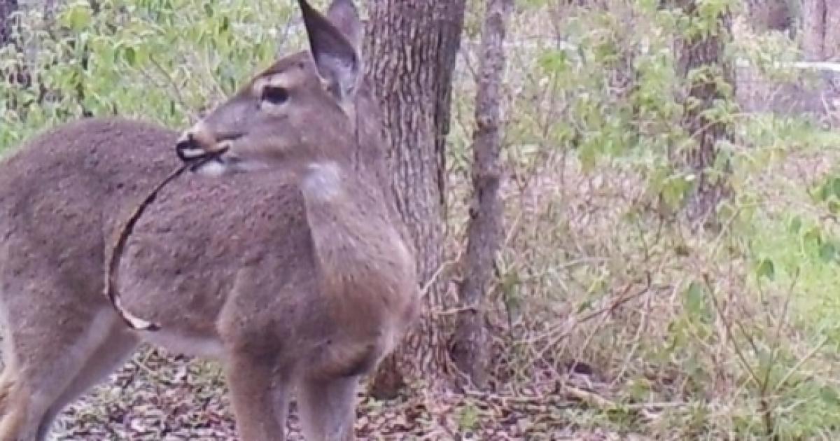 Forensic scientists release evidence of a white-tailed deer eating ...