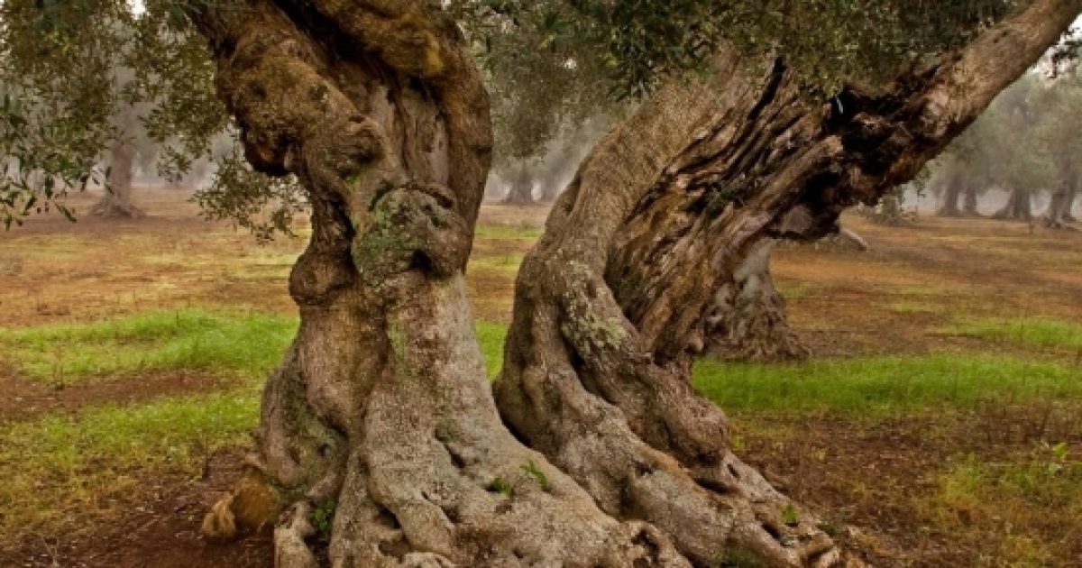 Xylella batterio killer, ma esistono concrete speranze per il futuro