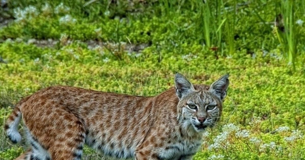 Bobcats in the U.S. become more daring and adjust to human habitats