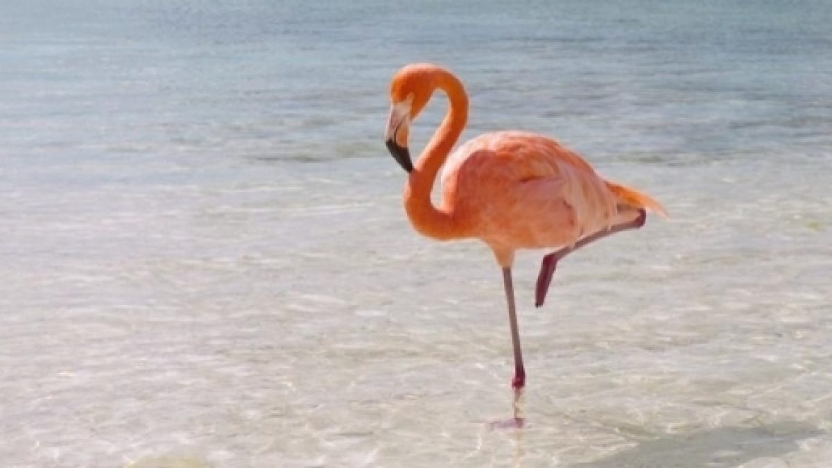 Scientists figure out mystery behind flamingos