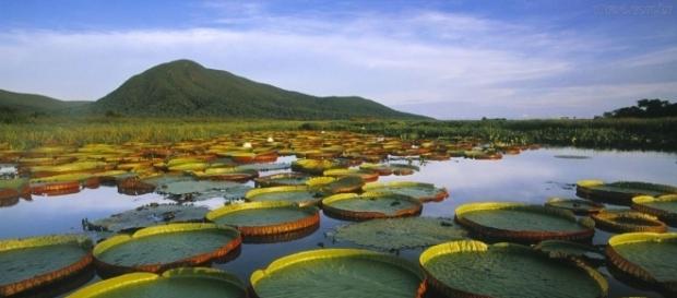 Hoje é o Dia Nacional de Defesa das Florestas Brasileiras