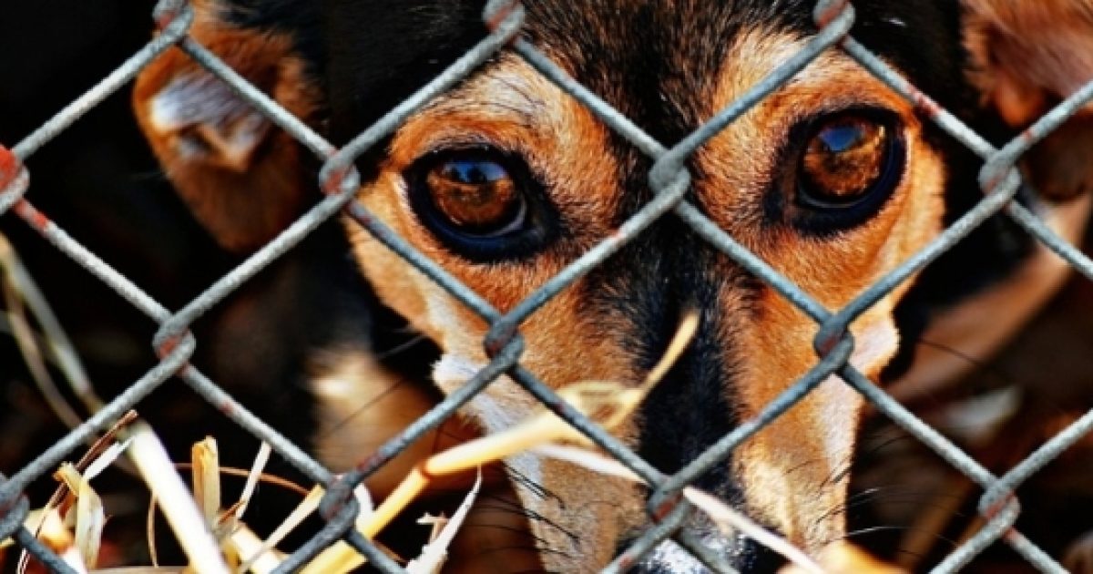 Adopt or pet store? Tips on adopting the right pet