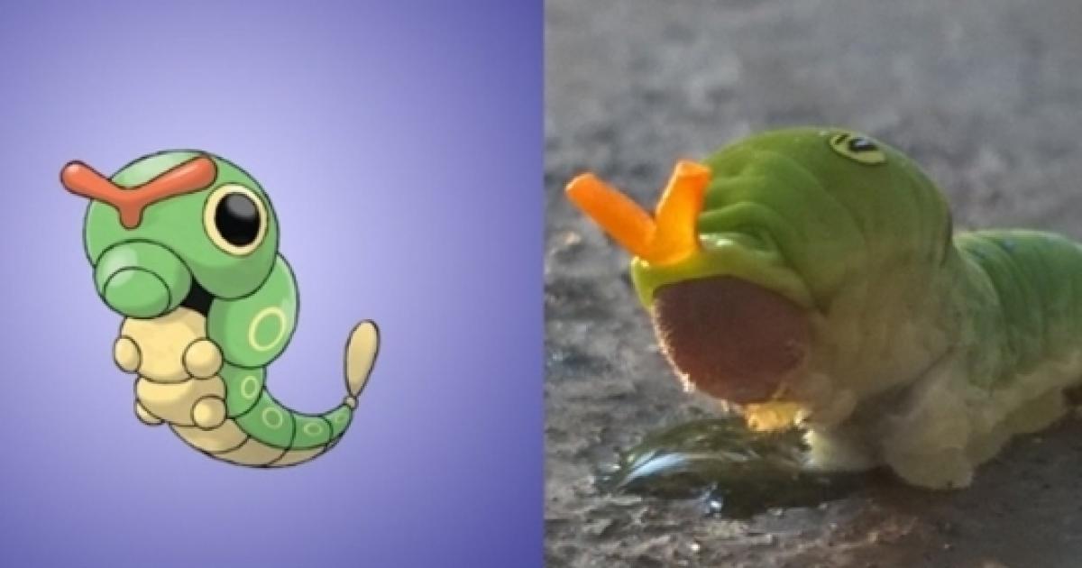 Conheça 10 Pokémons inspirados em seres da vida real