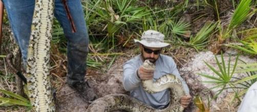 Python hunters in Florida’s Everglades earn $8.10 per hour