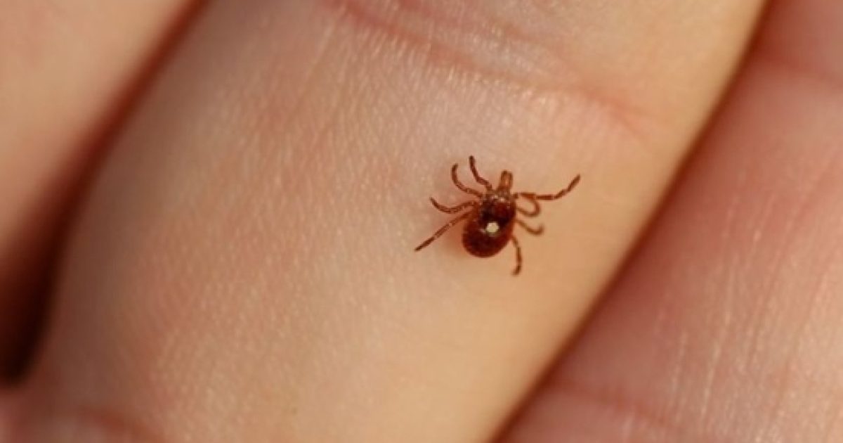 Powassan, nuovo virus letale: chi lo trasmette e sintomi