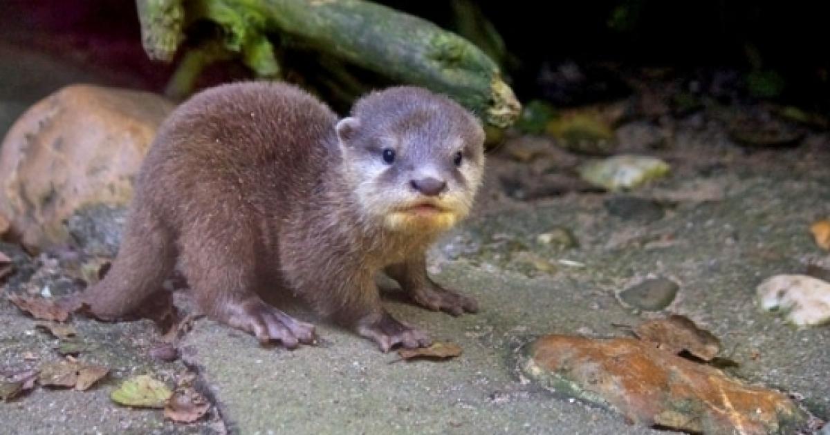 Baby otter rescued from an Arizona canal has a new home [Video]