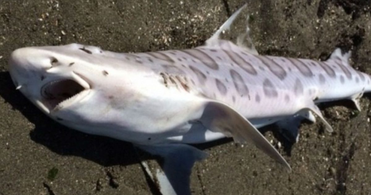 Sharks dying in San Francisco bay