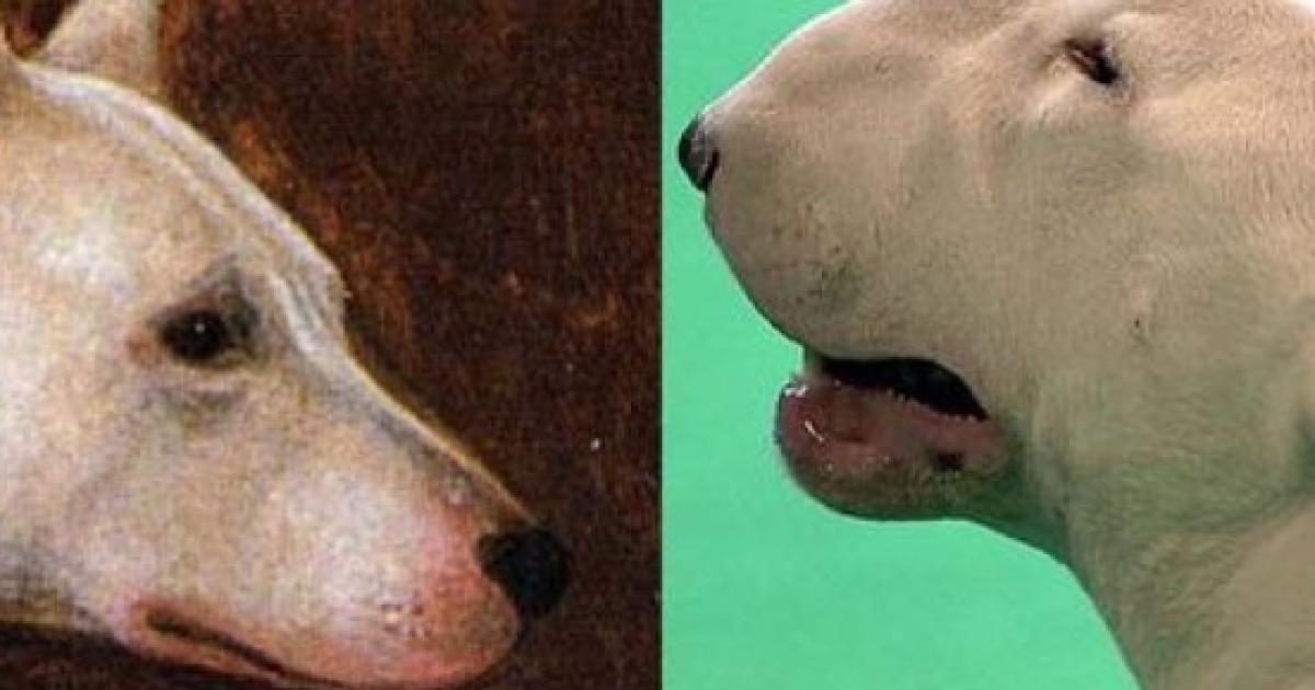 Dogs: The dangers of inbreeding