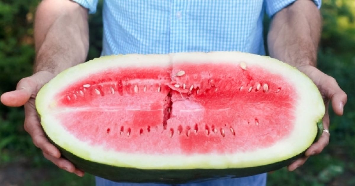 Florida's Watermelons brought back after a century