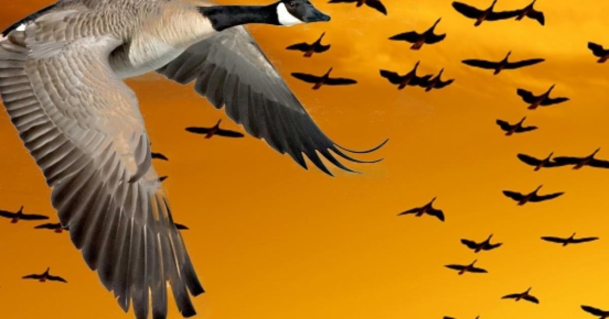 Geese rain poop on Anaheim Disneyland