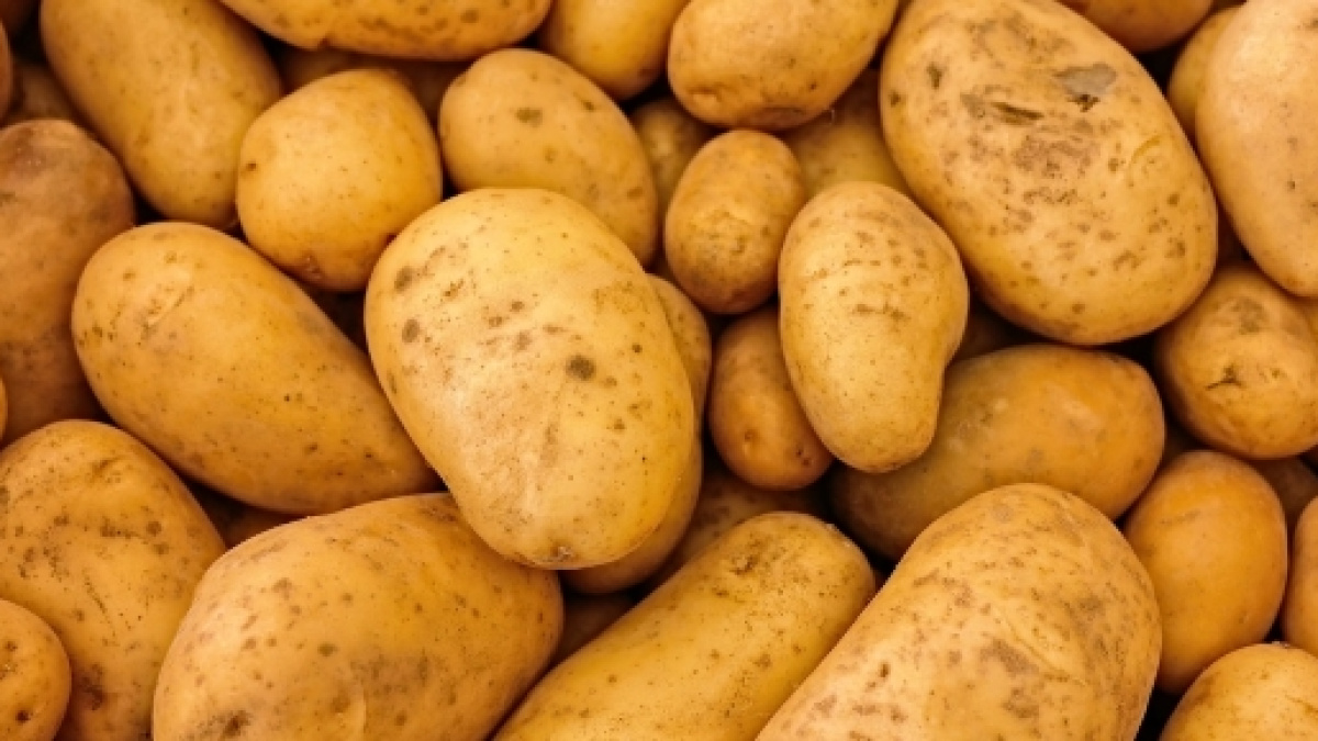 China plans to grow potatoes on the moon