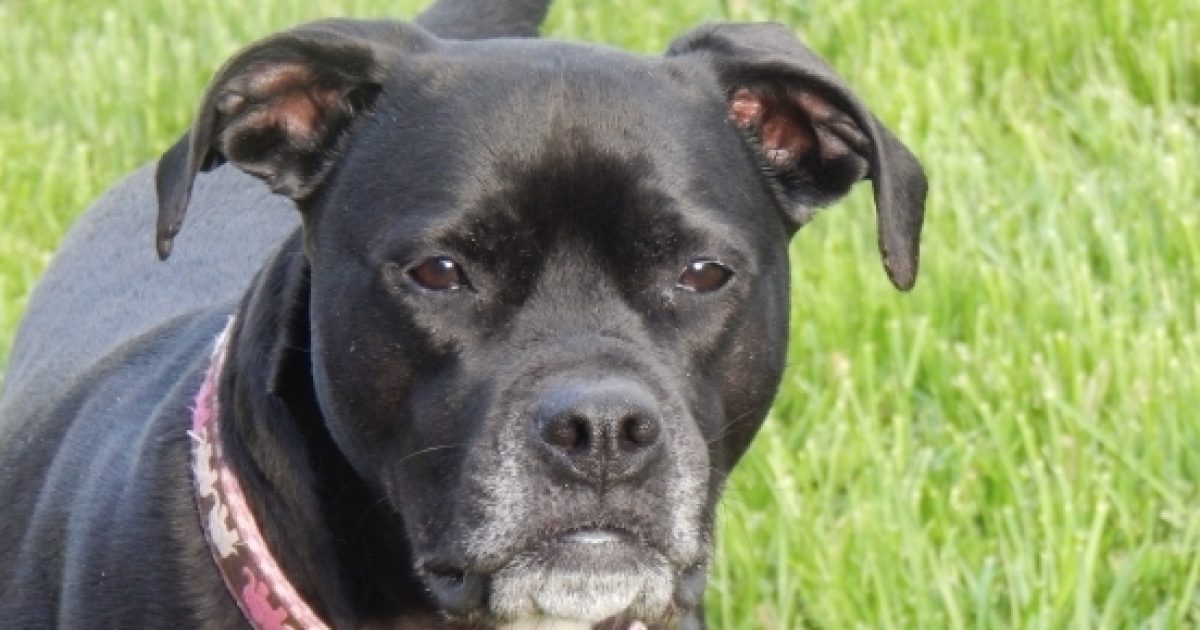 The Deception Of Pit Bull Bite Statistics