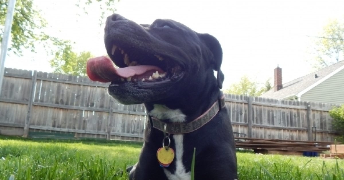 Are pit bulls fighting dogs or nanny dogs?