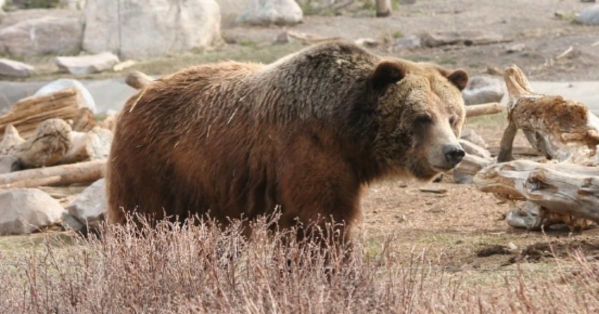 Trump rips protections from Yellowstone grizzly bears