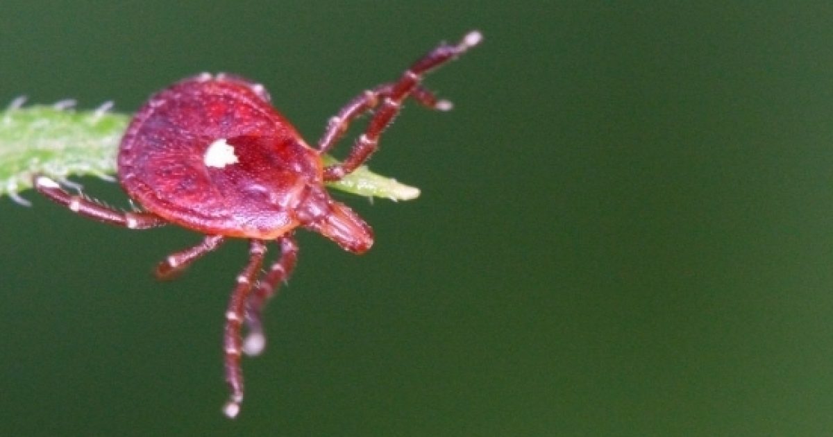 ‘Lone Star’ tick makes humans allergic to red meat and is spreading