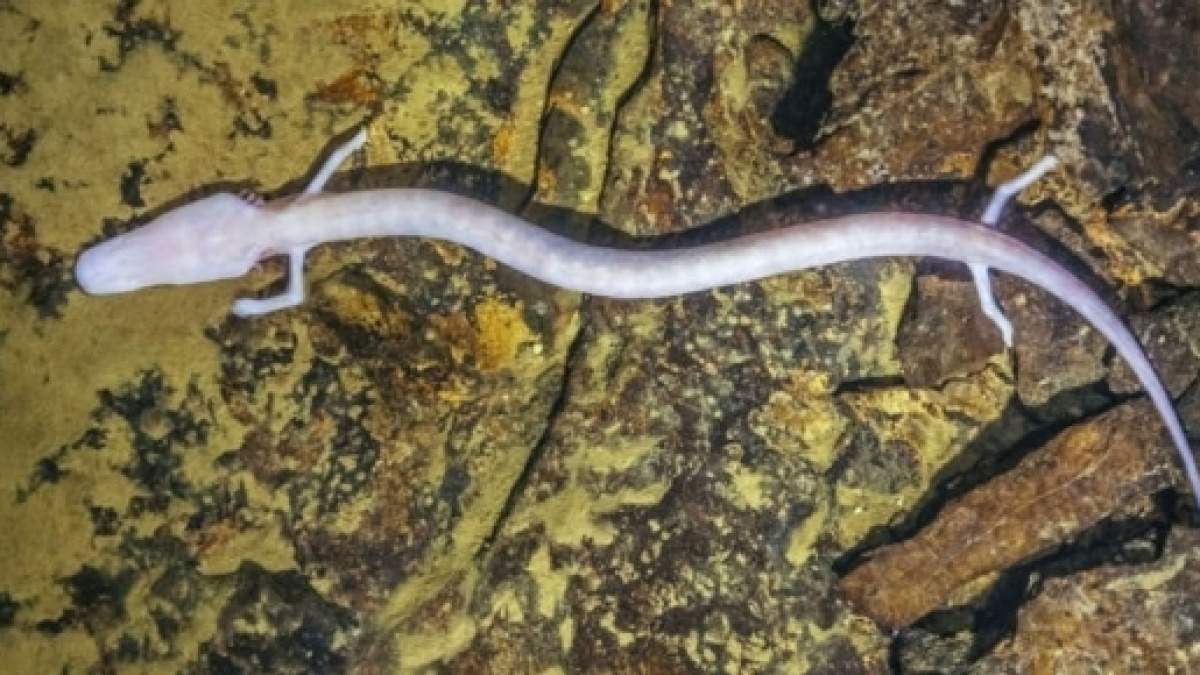 "Baby Dragon" amphibians discovered on dive in underground lake